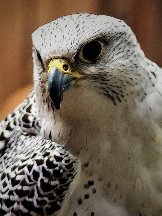 7 Fastest Flying Birds in the World