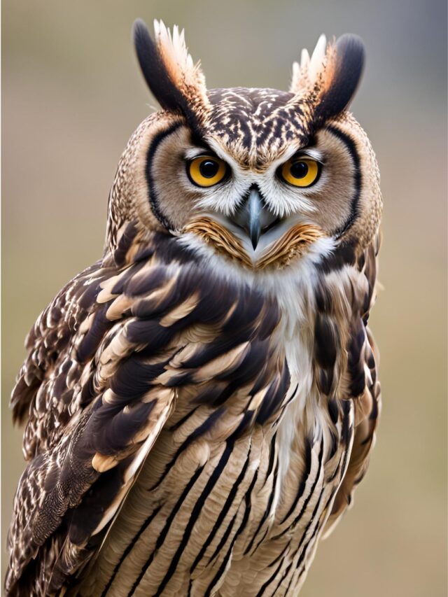 How Owls Can Rotate Their Heads 270 Degrees