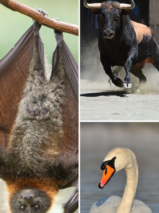 7 Animal Myths You Always Believed but Aren’t True